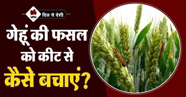 गेहूं की फसल को कीट से कैसे बचाएं | Gehu ko kido se bachane ke upay