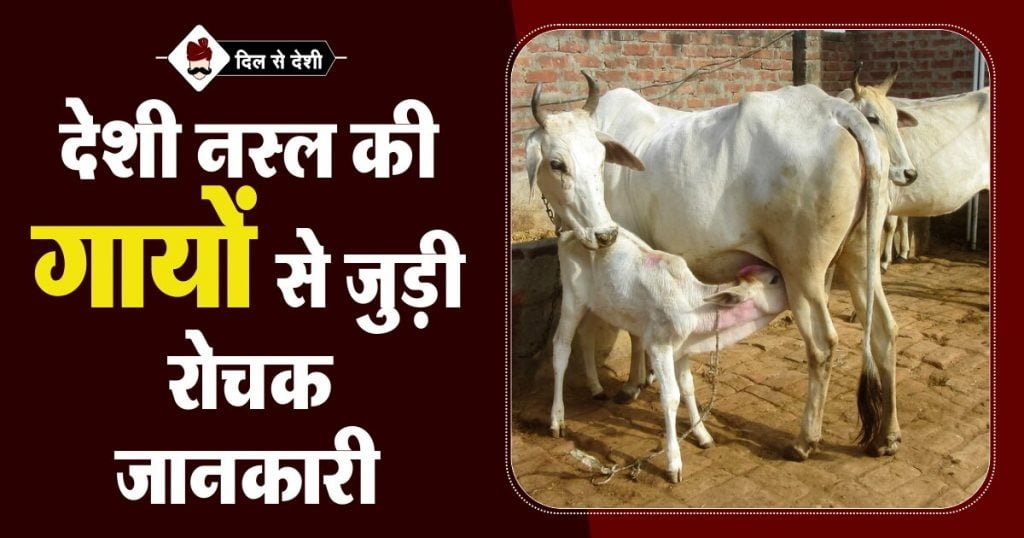 देसी गाय की प्रमुख नस्लें और फायदे | Indian Cow Breeds and Benefits in ...