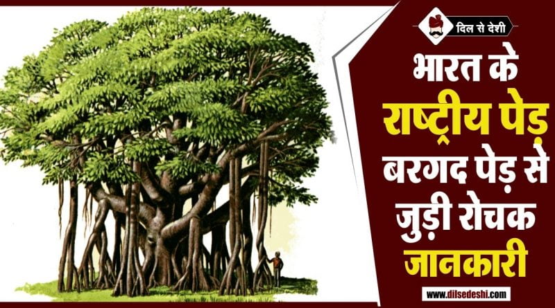 बरगद (भारत के राष्ट्रीय वृक्ष) से जुडी जानकारियां | Banyan - National ...